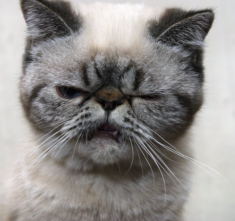 Angry kitten stock photo. Image of persian, house, nose - 1863812