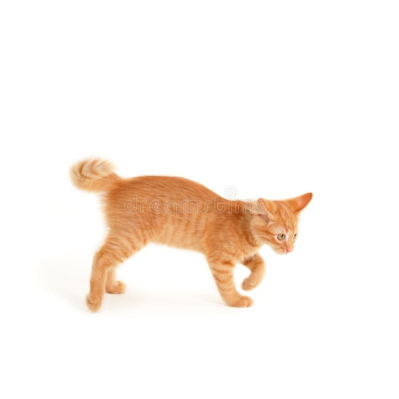 254 Angry Jumping Cat Stock Photos - Free & Royalty-Free Stock Photos ...
