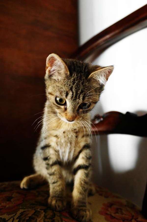 Angry Kitten Staring at the Camera Stock Photo - Image of playful ...