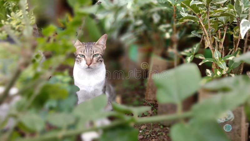 Angry Kitten but Very Cute. Stock Image - Image of plant, branch: 219093231