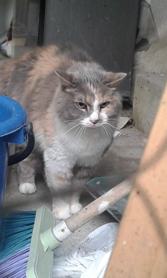 Angry kitty stock image. Image of kitty, sounds, makin - 161818441