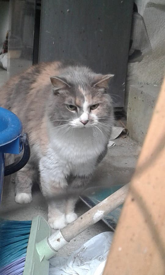 Angry kitty stock photo. Image of kitty, ideal, angry - 161818444