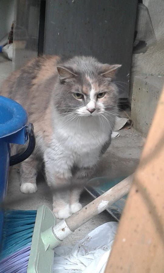 Angry kitty stock image. Image of sounds, kitty, ideal - 161818485