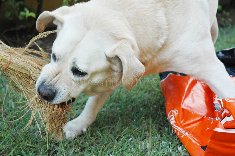 Angry Labrador stock image. Image of grass, canine, guard - 787135