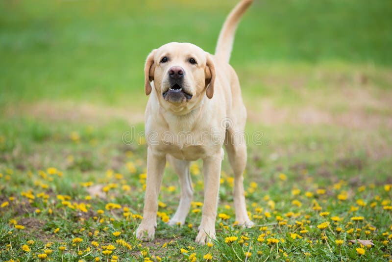 Angry Labrador Retriever Dog Stock Image - Image of outdoors, canine ...