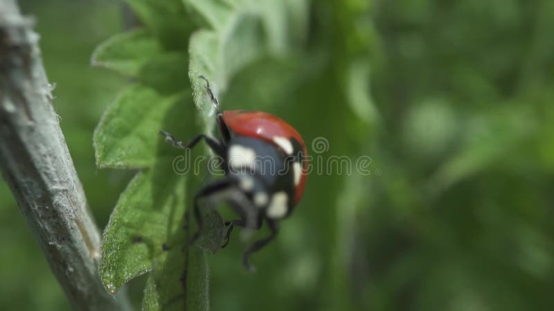 Angry Ladybug Opens Her Paws Stock Video - Video of coleoptera ...