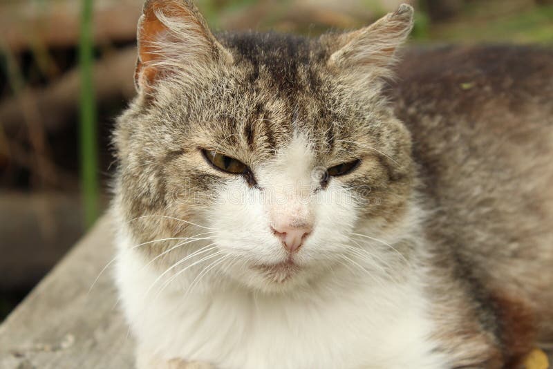 Angry, lazy, sleepy cat stock photo. Image of shadows - 48837654