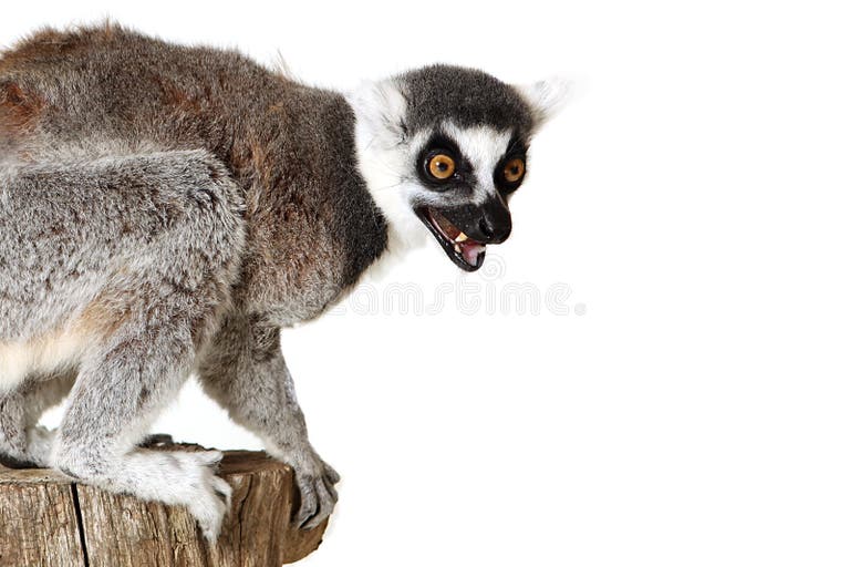 Angry Lemur stock image. Image of humor, animals, making - 9521739