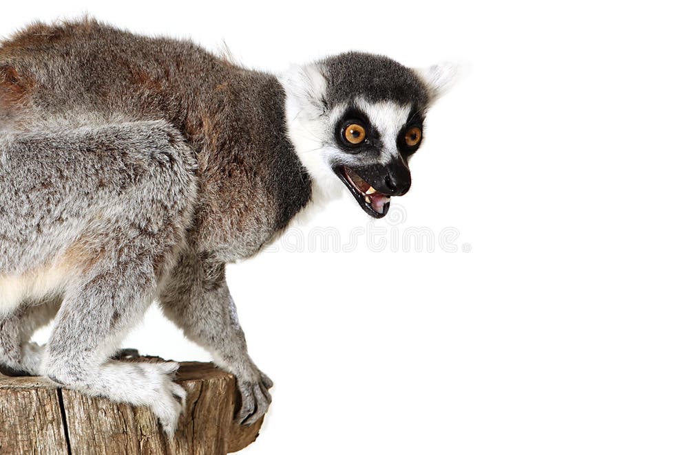 Angry Lemur stock image. Image of humor, animals, making - 9521739
