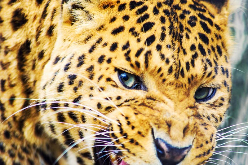 Angry leopard stock photo. Image of leopard, feline - 163289650