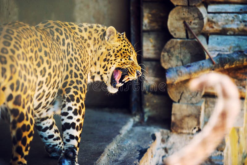 Angry leopard stock photo. Image of aggressive, india - 165102026