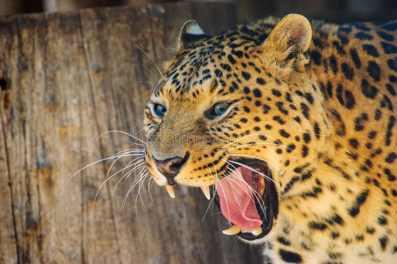 Angry Leopard Face