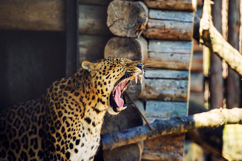 Angry leopard stock image. Image of powerful, hunter - 165102121