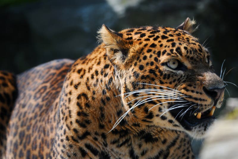 Angry leopard stock photo. Image of nature, claws, black - 8992124