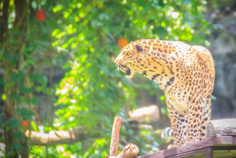 Angry Leopard (Panthera Pardus) is Roaring on the Scaffold on Th Stock ...