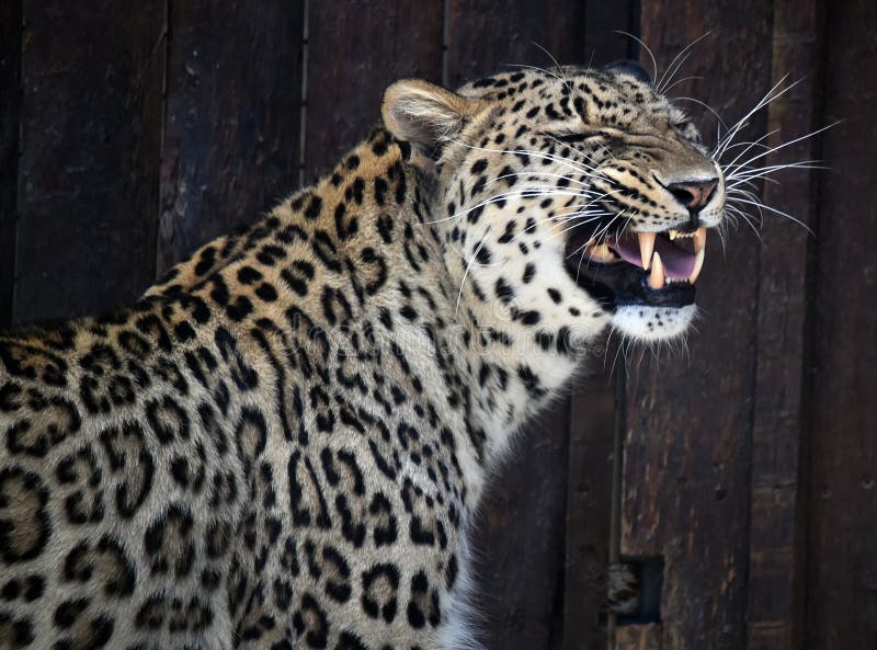 Leopard stock image. Image of angry, ferocious, wildlife - 117280317
