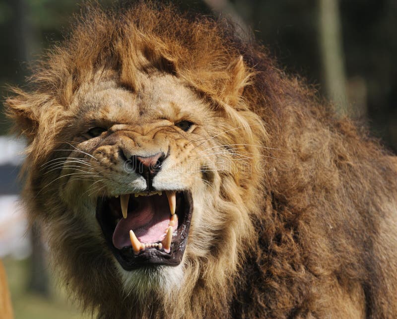 Angry lion stock image. Image of environment, mane, outdoor - 10069955