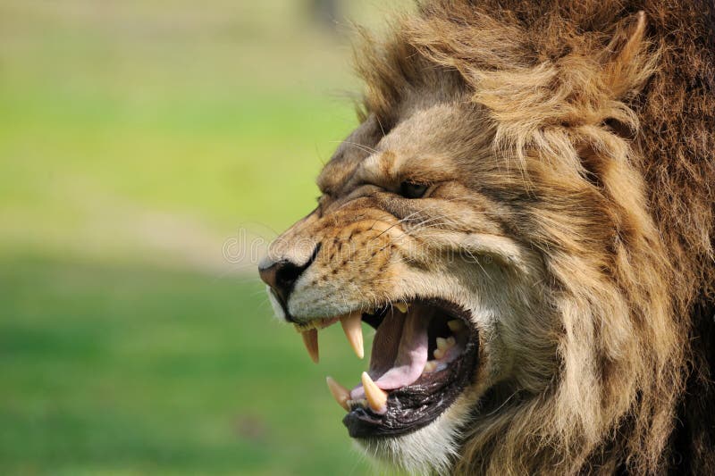 Angry lion stock photo. Image of mouth, angry, outdoor - 10070016