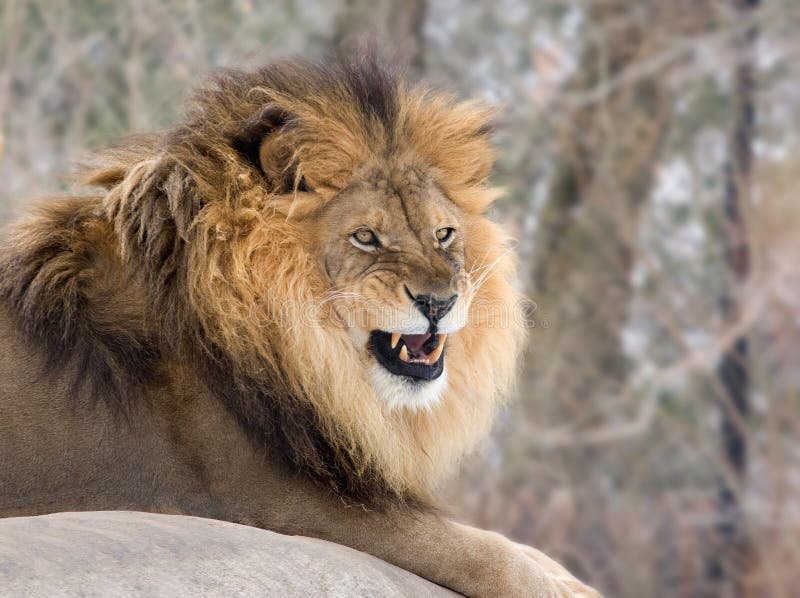 Angry Lion stock photo. Image of predator, snarl, bathing - 4510348