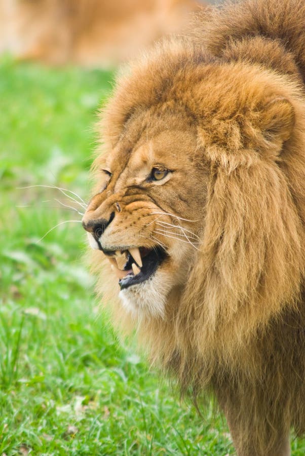 Angry lion stock image. Image of angry, teeth, power, portrait - 7042459