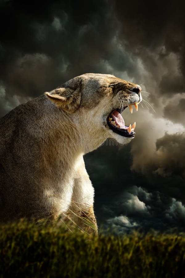 6,119 Angry Lion Stock Photos - Free & Royalty-Free Stock Photos from ...