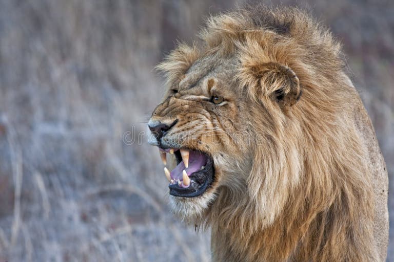 Angry lion snarling stock image. Image of predator, fear - 12939429