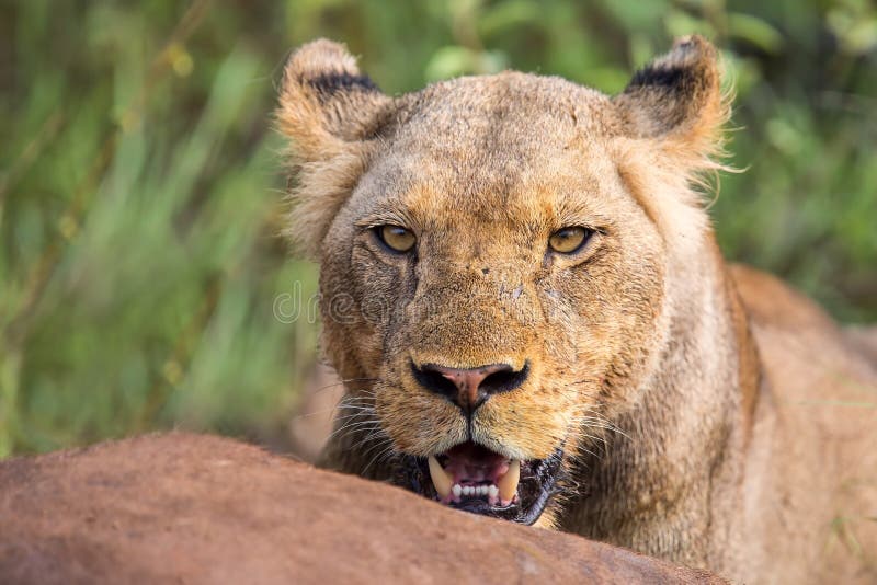 Angry Lion Stare through Leaves Ready To Kill Stock Image - Image of ...