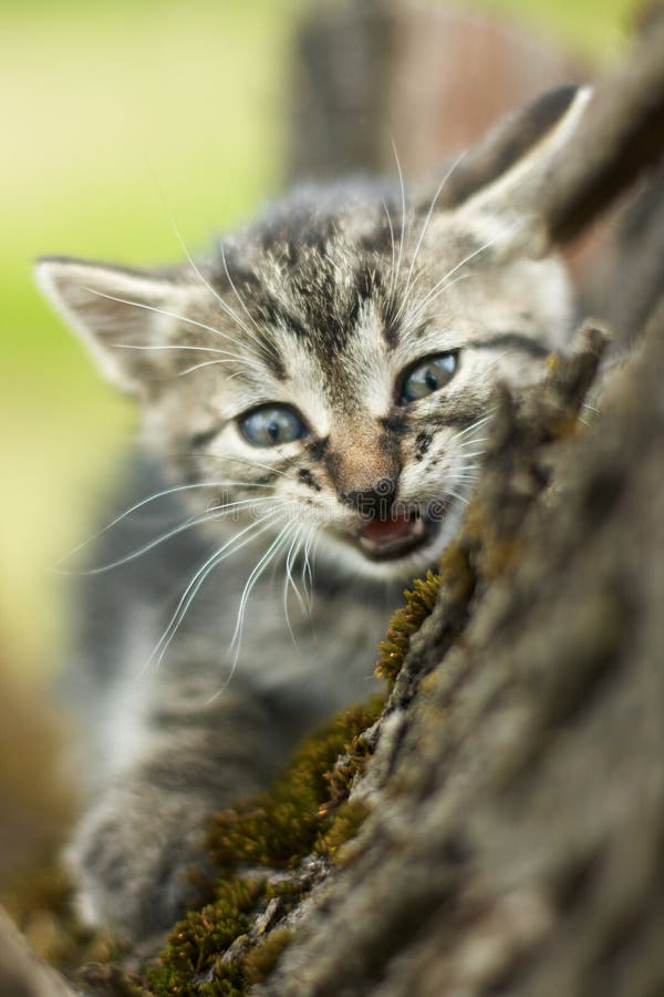 Angry little cat stock image. Image of furry, beautiful - 20623785