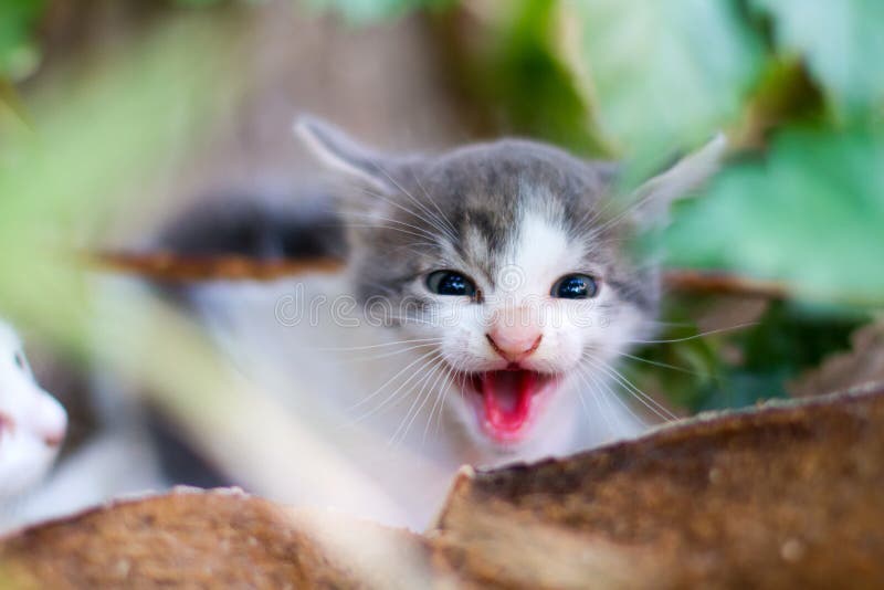 Angry little cat. stock photo. Image of nature, body - 83415856