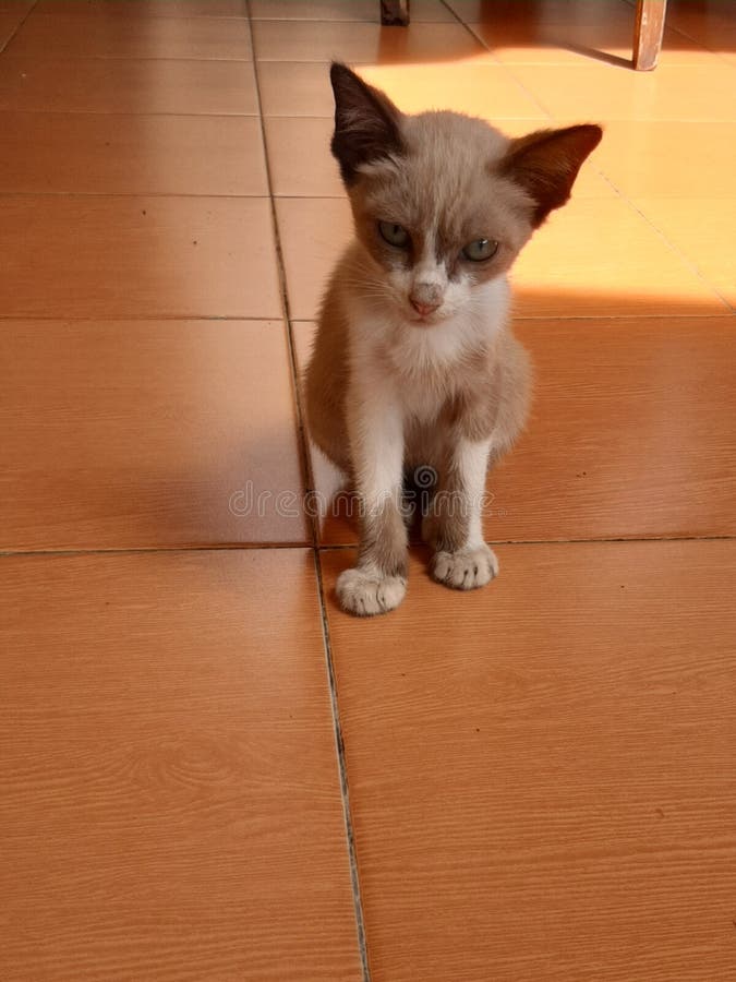 Angry little kitten stock image. Image of nose, little - 237917169