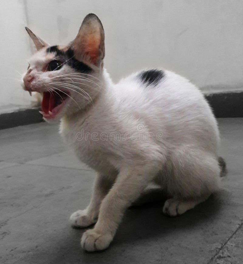 Angry little kitty stock photo. Image of little, angry - 73390346