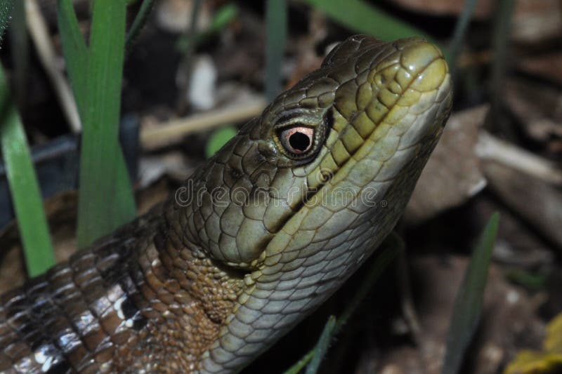 1,447 Angry Lizard Stock Photos - Free & Royalty-Free Stock Photos from ...