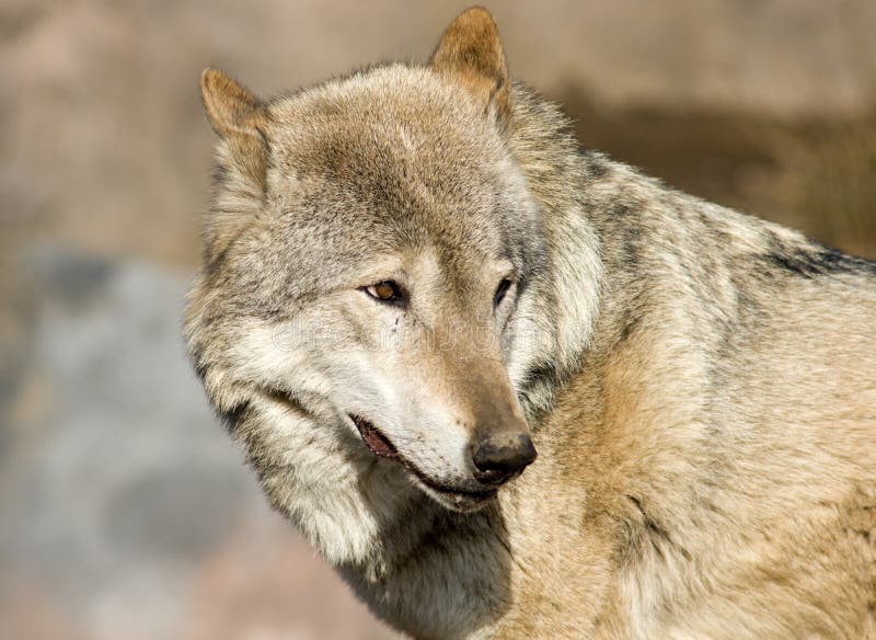 Angry look stock image. Image of looking, evening, wildlife - 4764283
