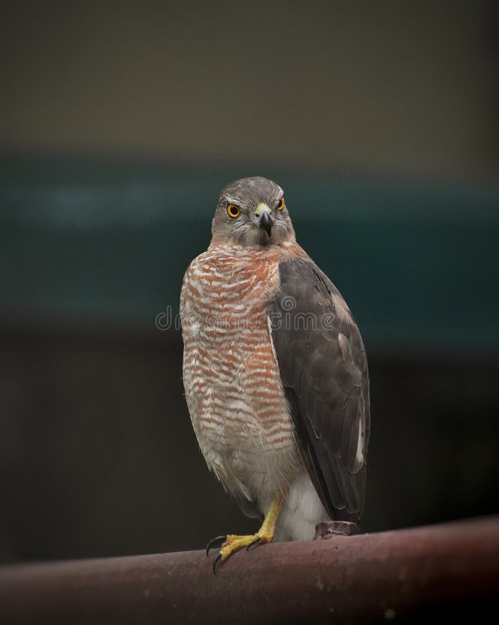 674 Angry Falcon Stock Photos - Free & Royalty-Free Stock Photos from ...