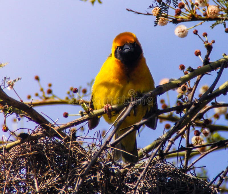 Angry bird in tree stock photo. Image of bird, nest - 203045820