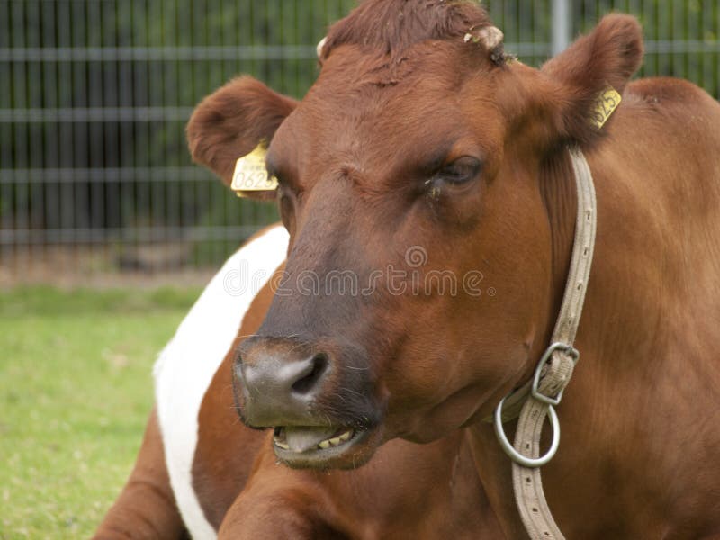 Angry Cow Stock Photos - Download 7,670 Royalty Free Photos
