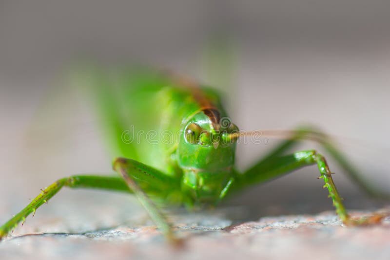 Grasshopper Staring Camera Stock Photos - Free & Royalty-Free Stock ...