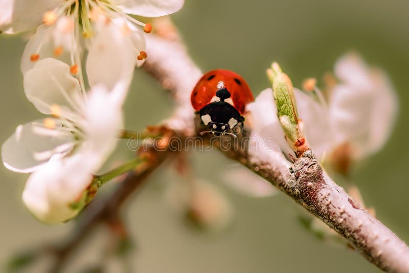 Lady bug on a branch stock photo. Image of macrophotography - 300104182