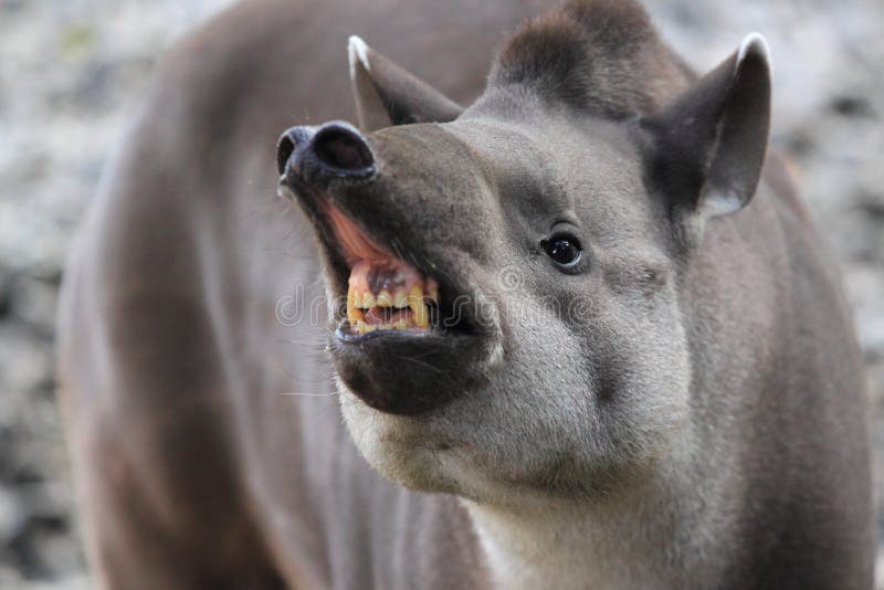 Angry lowland tapir stock photo. Image of mouth, open - 35264156