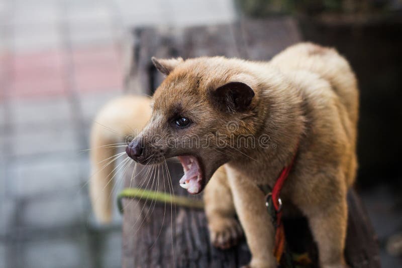 Angry luwak stock photo. Image of outdoors, bali, luwak - 54564726