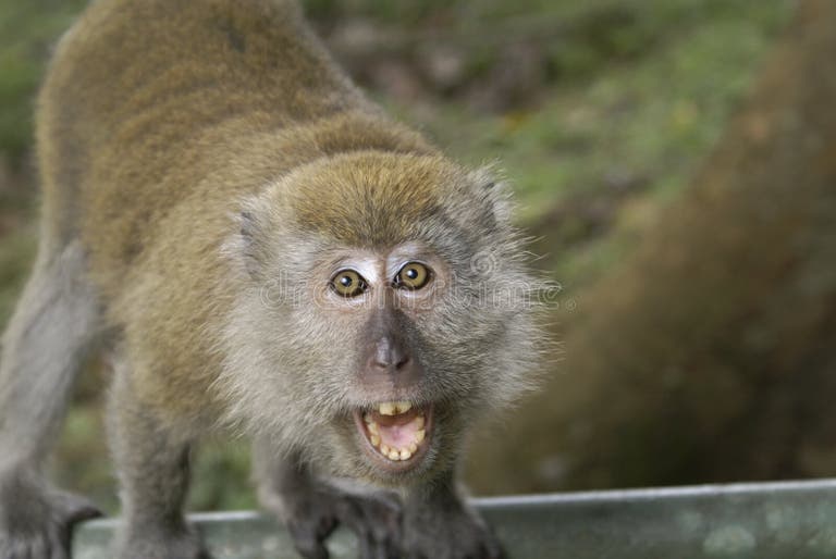 Angry macaque monkey stock photo. Image of surprised, macaque - 3897172