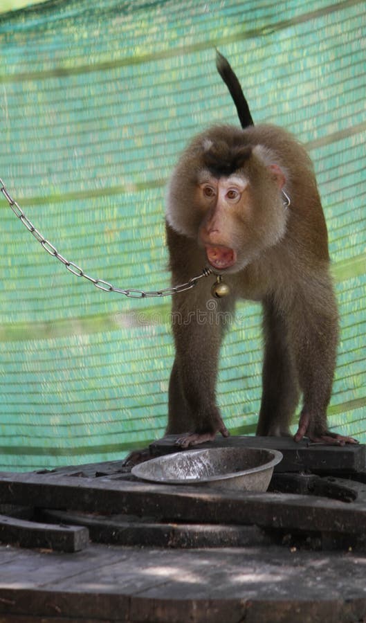 Angry macaque monkey stock photo. Image of surprised, macaque - 3897172