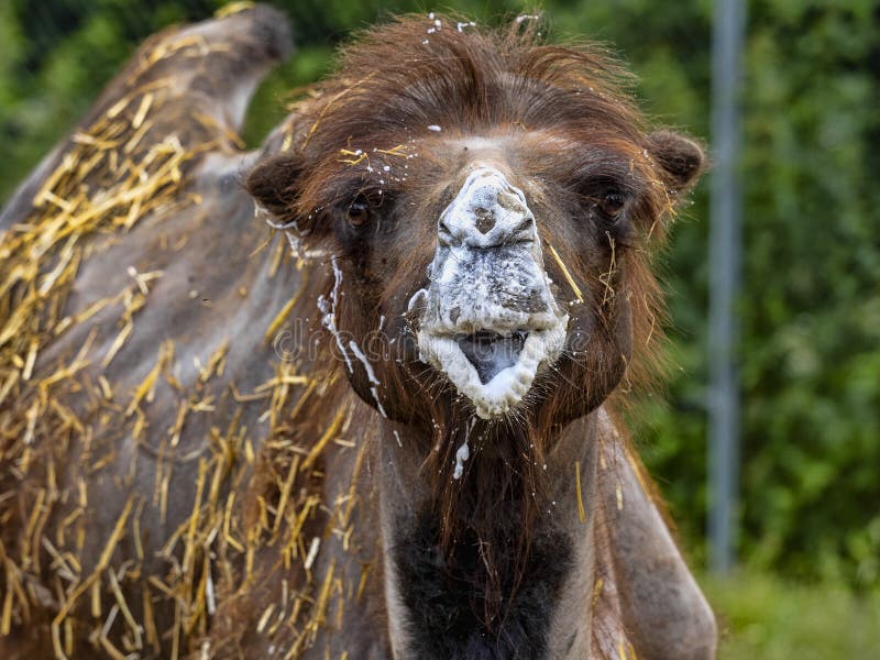 Angry camel stock photo. Image of head, grass, fauna - 17184582