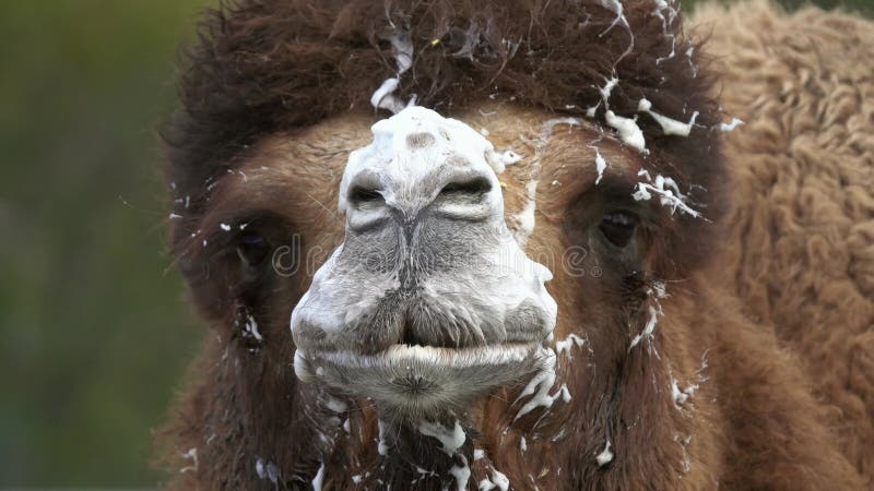 Bactrian Camel with Foam at Mouth Stock Footage - Video of tire, nose ...