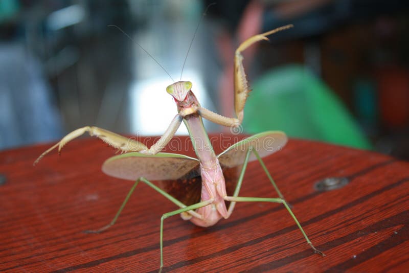 Mantis Arms Out Stock Photos - Free & Royalty-Free Stock Photos from ...