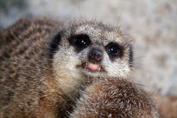 Angry meerkat stock image. Image of tooth, mammal, moaning - 903285