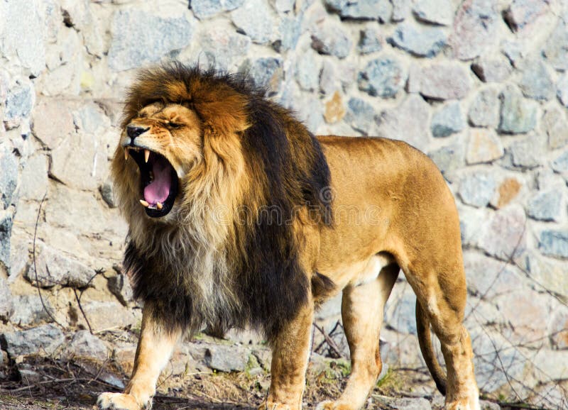 Lion Roar Stock Images - Download 6,071 Royalty Free Photos