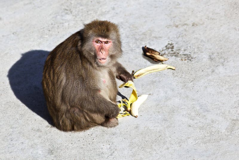 Angry monkey stock image. Image of emotion, food, street - 14255475