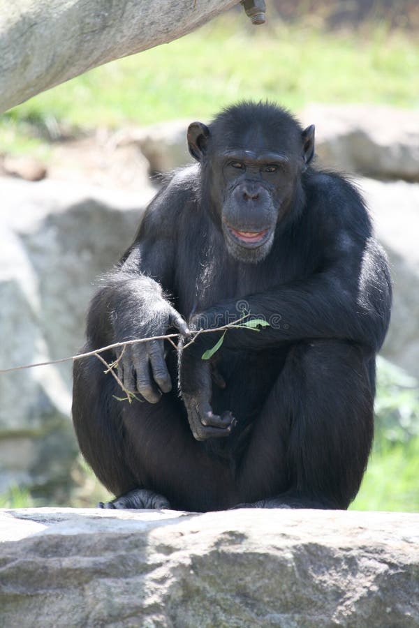 Angry monkey stock image. Image of adult, chimpanzee, diet - 1848353