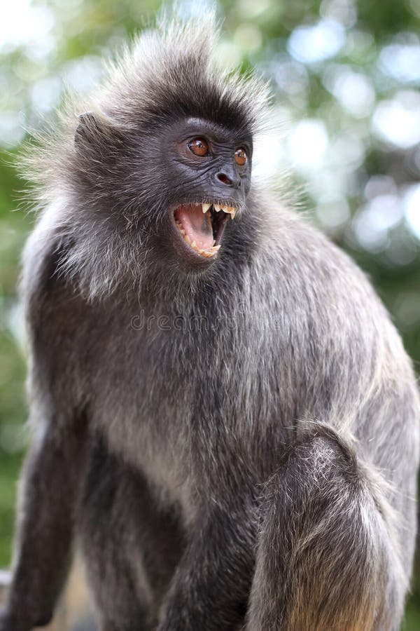 Angry monkey stock photo. Image of primate, long, animals - 18794580